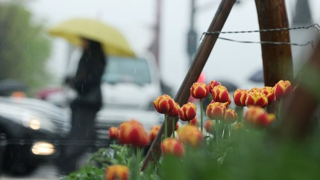[오늘(15일) 날씨] 전국 흐리고 비…오후부터 다시 황사